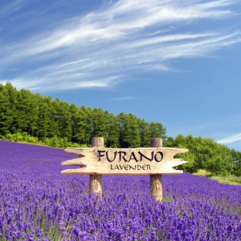 Furano Tourism Association Official Website Furano index