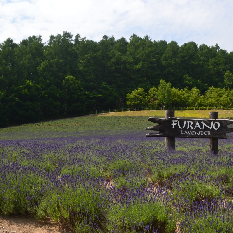Furano Tourism Association Official Website Furano index