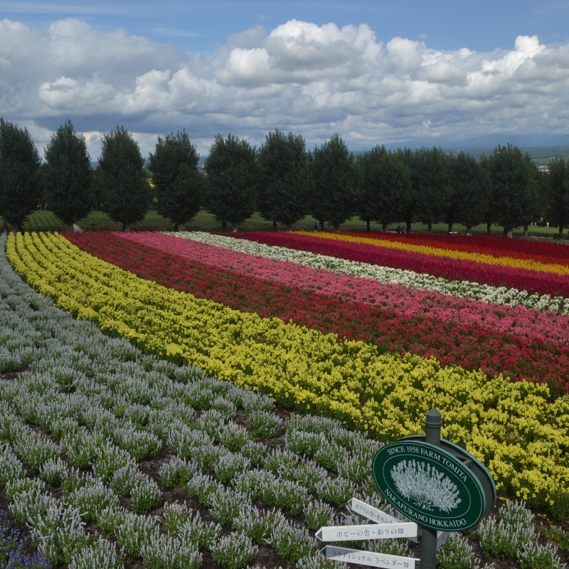 Furano Tourism Association Official Website Furano index