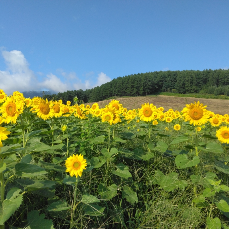 Sunflower Fields｜Furano Tourism Association Official Website Furano index