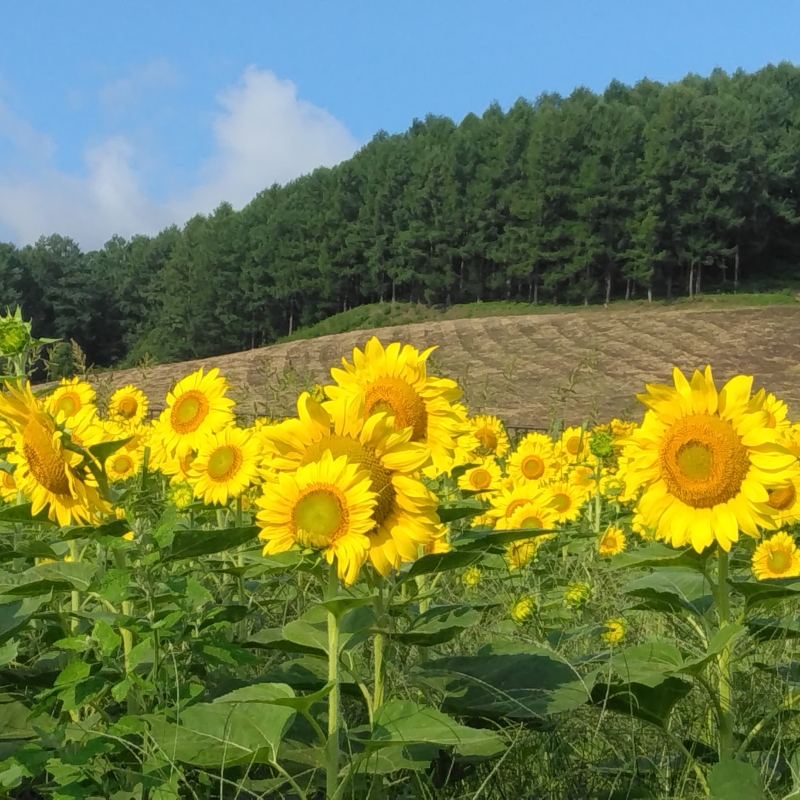 Sunflower Fields｜Furano Tourism Association Official Website Furano index