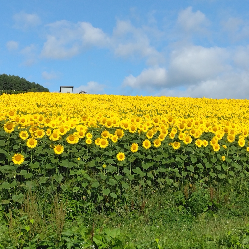 Sunflower Fields｜Furano Tourism Association Official Website Furano index