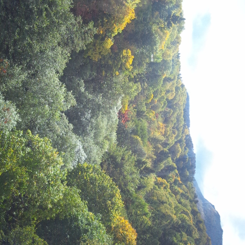 Furano Autumn Leaf Viewing｜Furano Tourism Association Official Website ...
