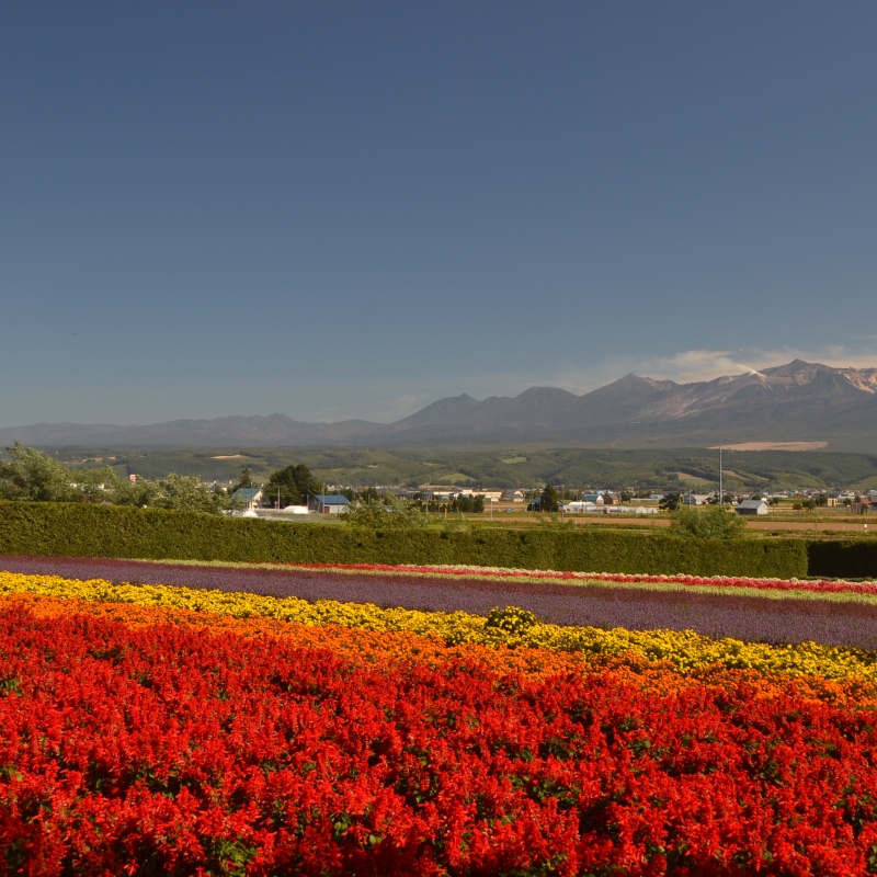 Furano Tourism Association Official Website Furano index