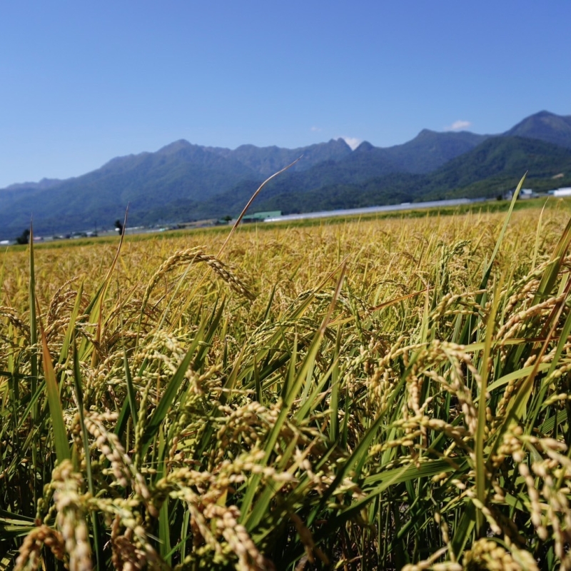 Culture Event -- Music & Rice｜Furano Tourism Association Official ...